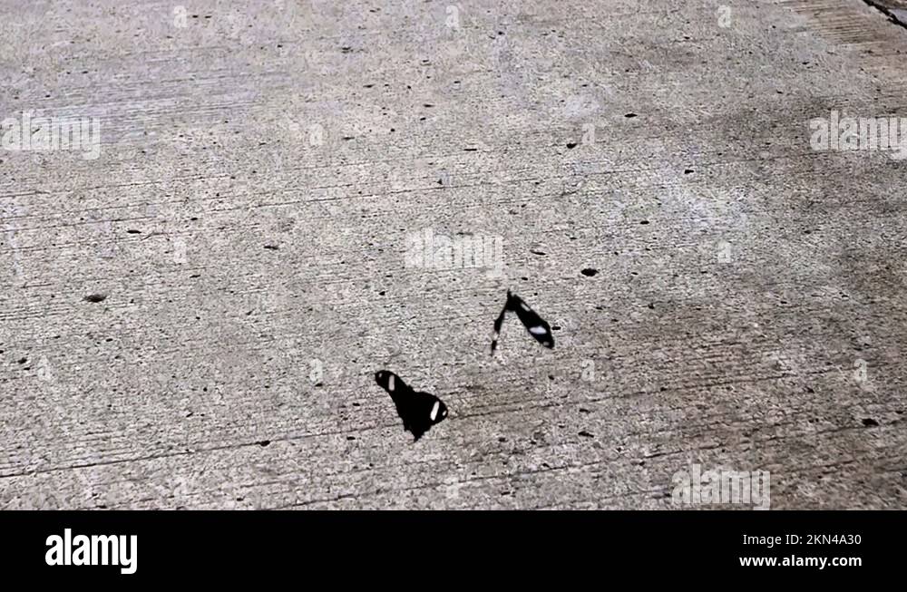 Two winged insects Stock Videos & Footage - HD and 4K Video Clips - Alamy