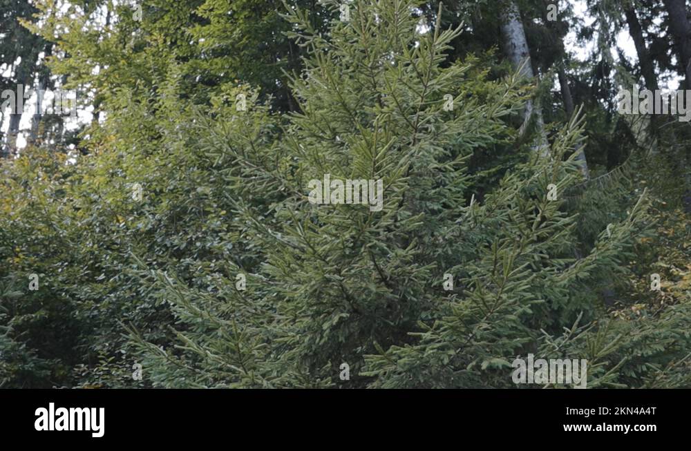 Fir Trees In The Forest With Green Foliage. - low angle, pan right ...