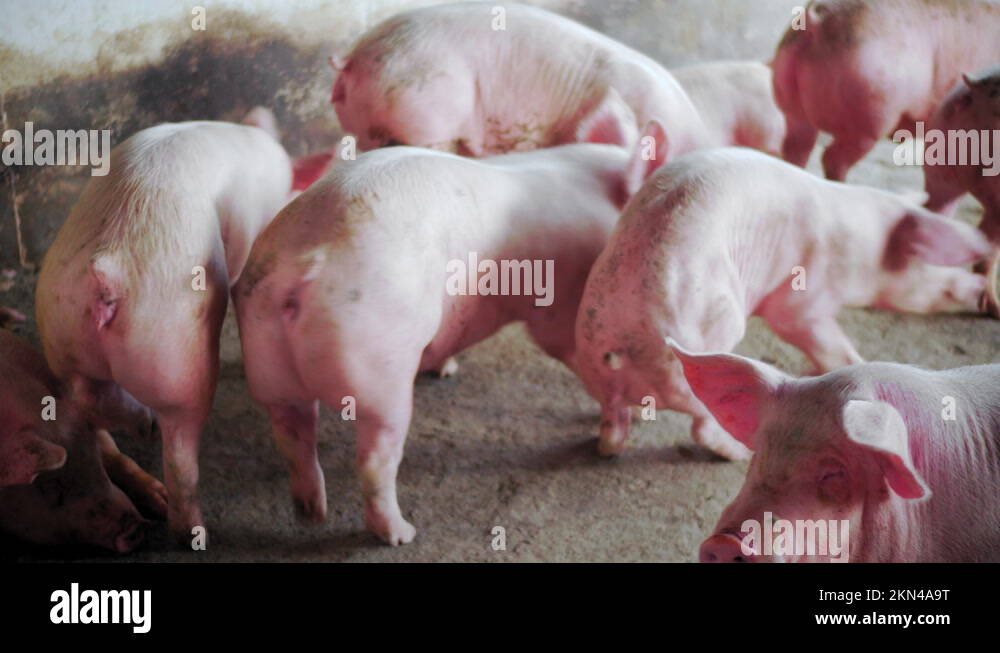 Camera focusing on the posterior side of the pigs inside a swine ...