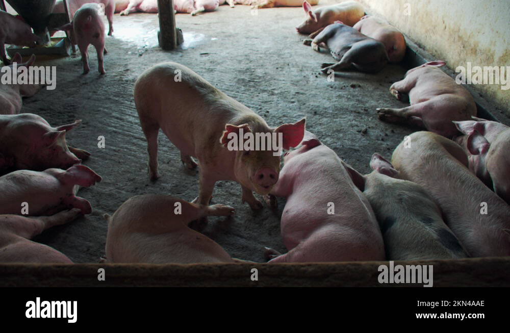 Showing pigs Stock Videos & Footage - HD and 4K Video Clips - Alamy