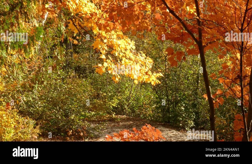 Tree turning colours Stock Videos & Footage - HD and 4K Video Clips - Alamy