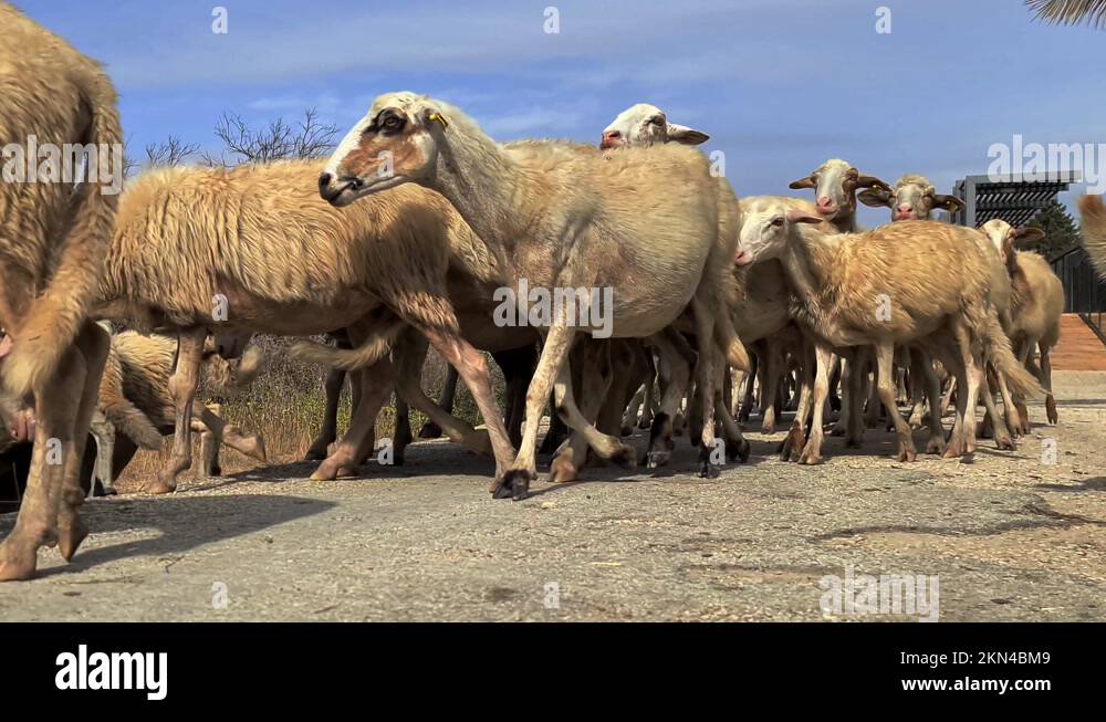 Unusual angle of dog Stock Videos & Footage - HD and 4K Video Clips - Alamy