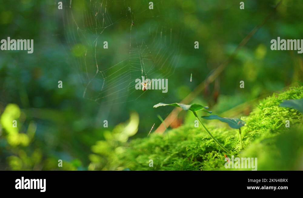 Spider killing a fly Stock Videos & Footage - HD and 4K Video Clips - Alamy