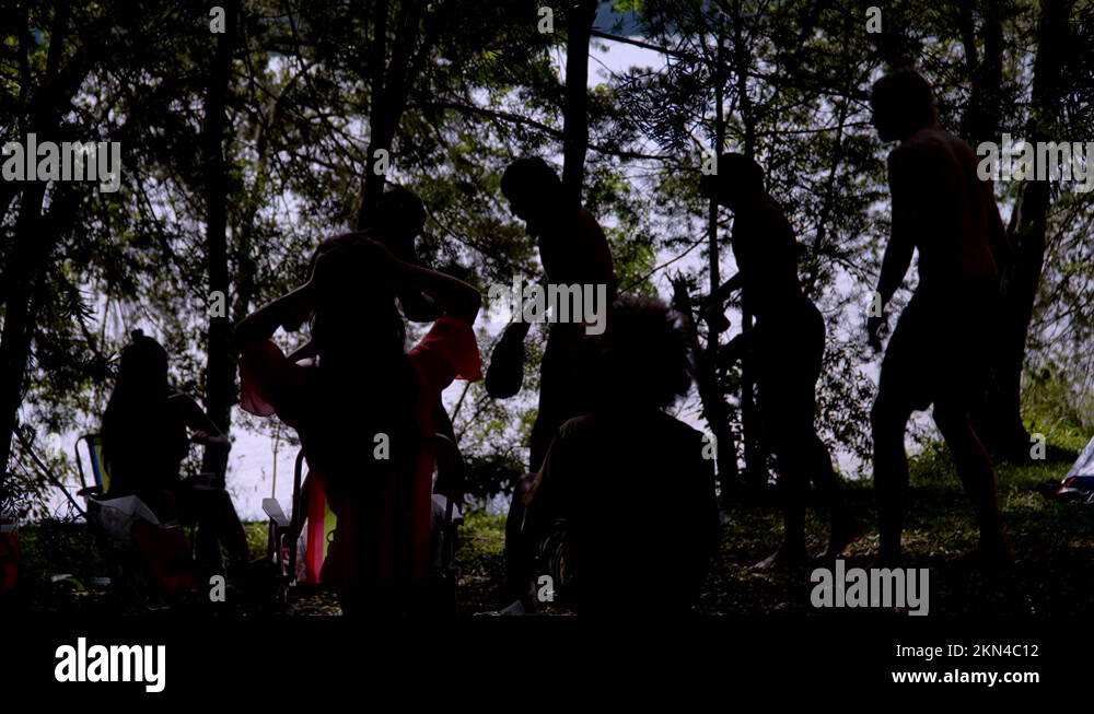 Backlit image in a Brazilian jungle where you can see a group of ...