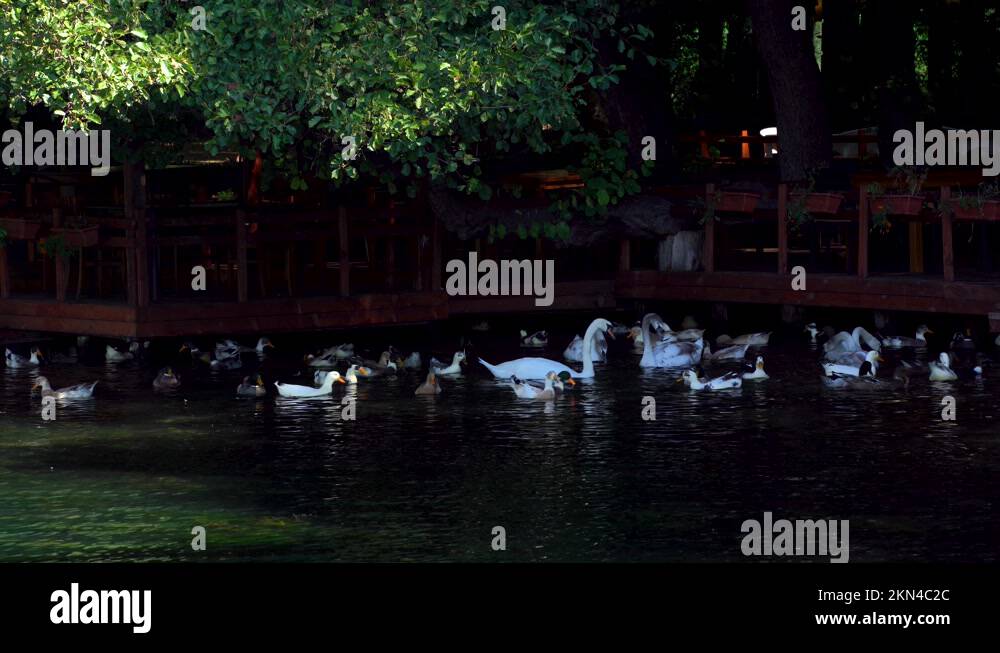 Swimming restaurant Stock Videos & Footage - HD and 4K Video Clips - Alamy