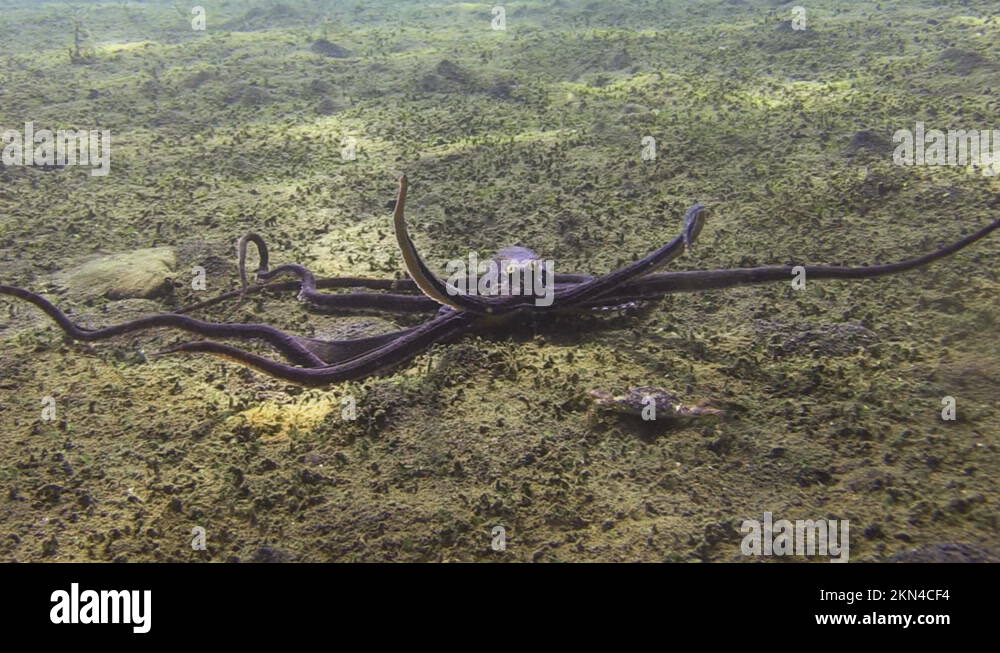 Octopus hunter Stock Videos & Footage - HD and 4K Video Clips - Alamy