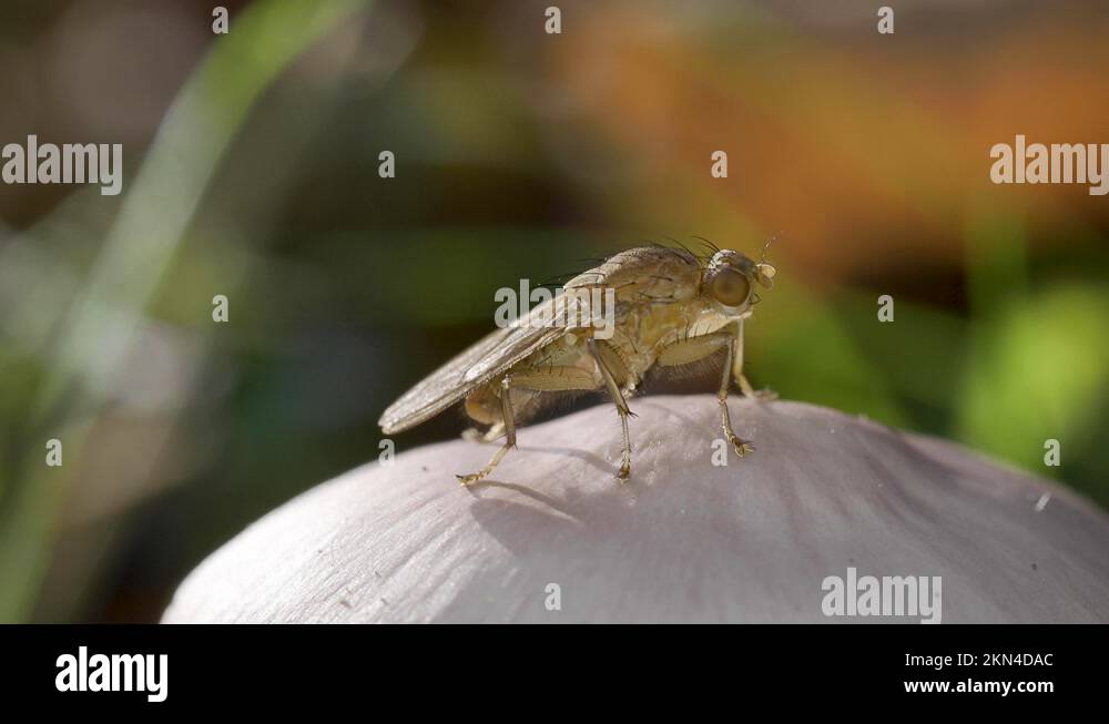 Fly on fungi Stock Videos & Footage - HD and 4K Video Clips - Alamy