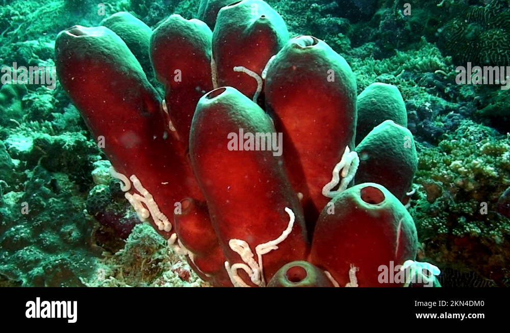 Coral reef red sea fish sponges Stock Videos & Footage - HD and 4K ...