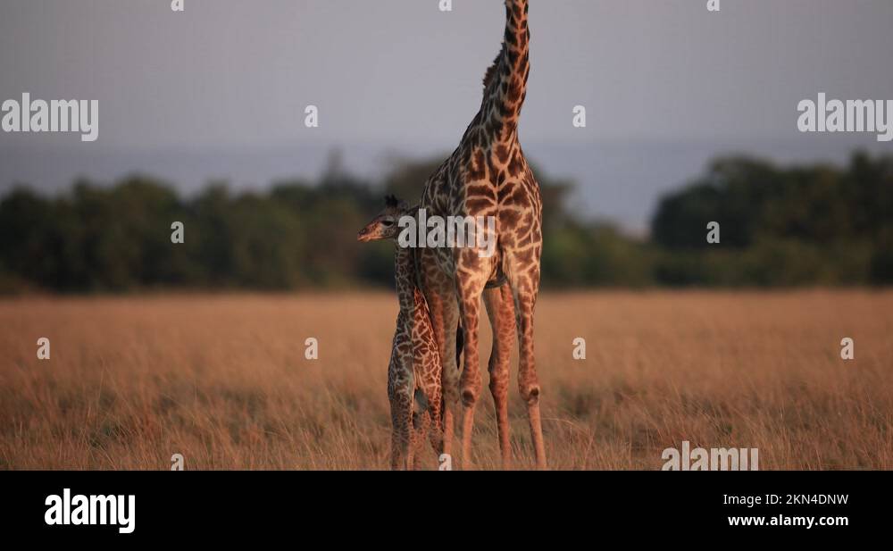 Hug giraffe Stock Videos & Footage - HD and 4K Video Clips - Alamy