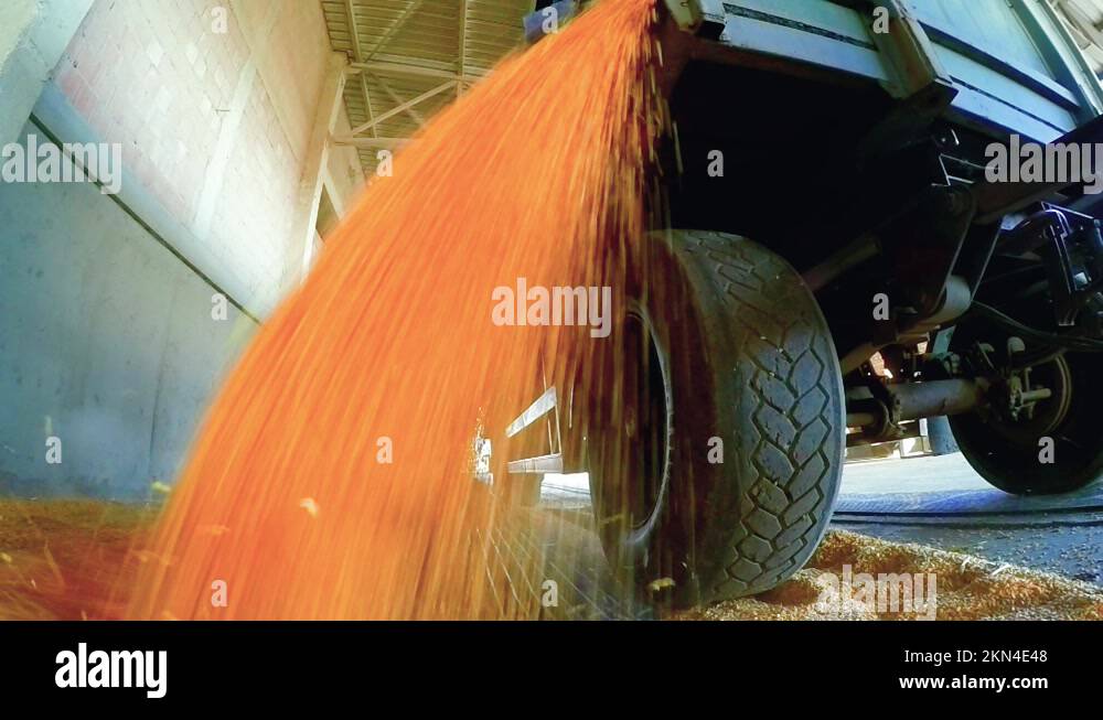 Unloading Corn Grain from Tractor Trailer into the Grain Storage Bin ...