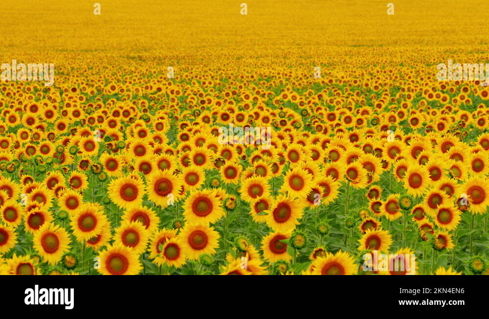 Agricultural landscape growing blooming sunflower Stock Videos ...