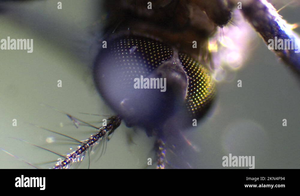 Mosquito antenna Stock Videos & Footage - HD and 4K Video Clips - Alamy