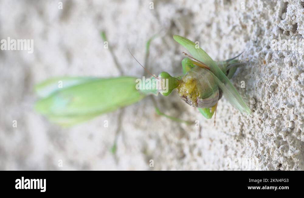 Species of praying mantis Stock Videos & Footage - HD and 4K Video ...