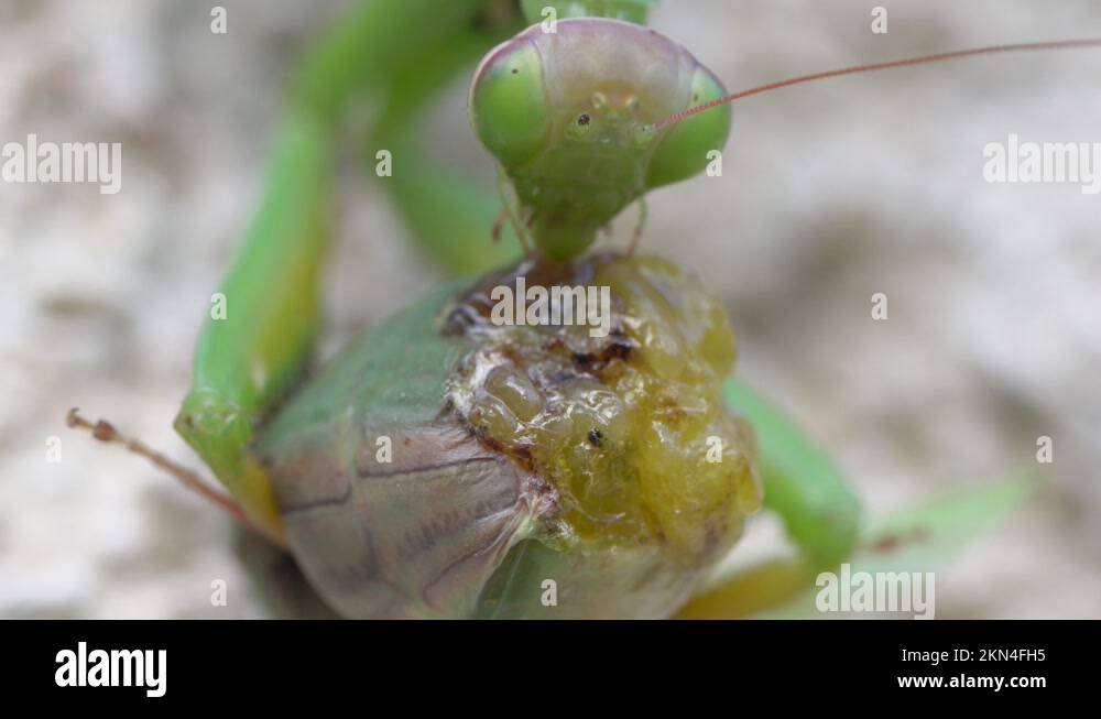 Praying mantis eating another mantis Stock Videos & Footage - HD and 4K ...