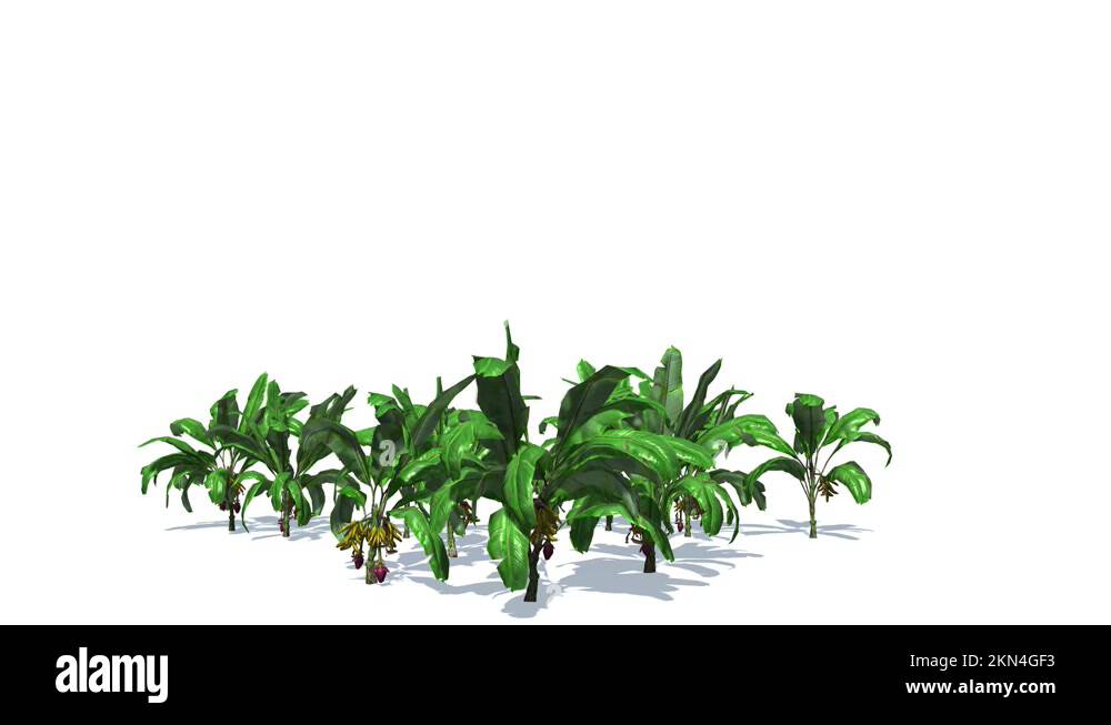 Many Banyan trees on a white screen with hanging banana. Keying ...