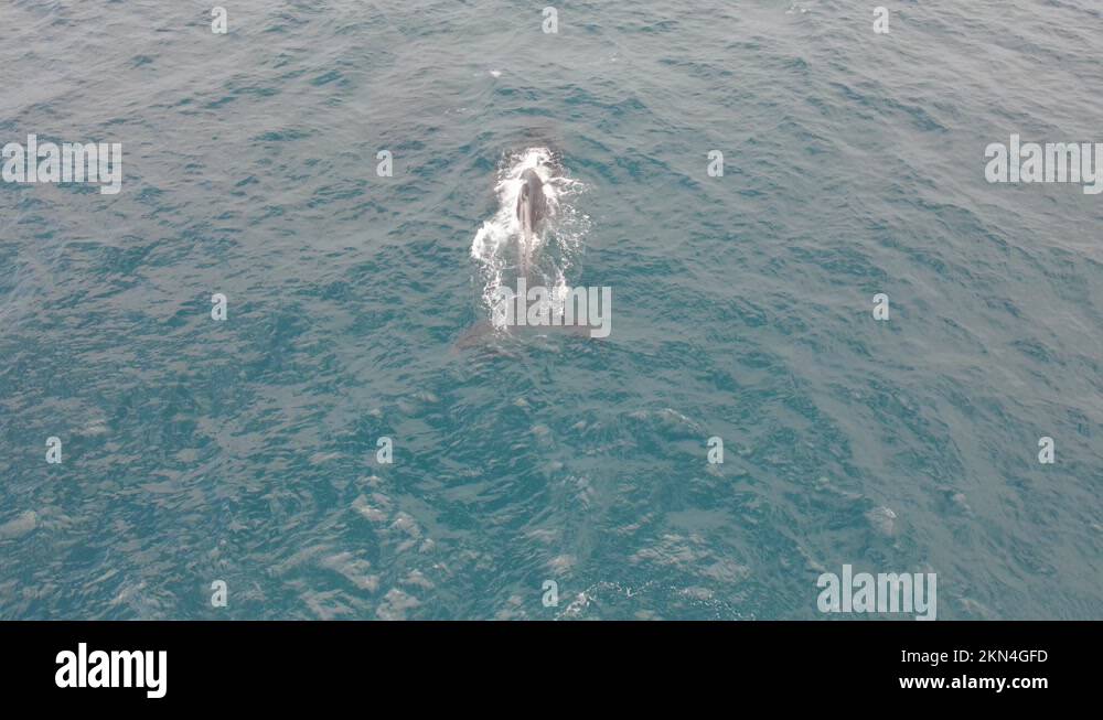 Surface whale Stock Videos & Footage - HD and 4K Video Clips - Alamy