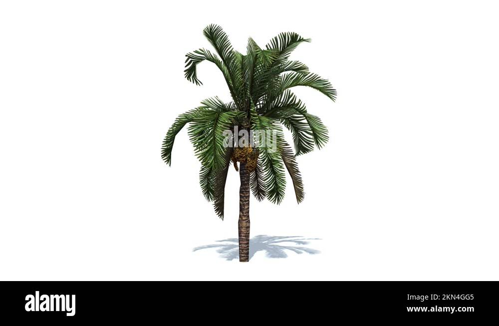 Curved palm branch Stock Videos & Footage - HD and 4K Video Clips - Alamy