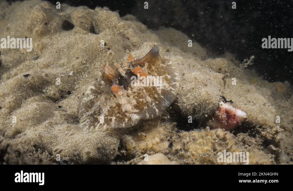 Sea snail species Stock Videos & Footage - HD and 4K Video Clips - Alamy