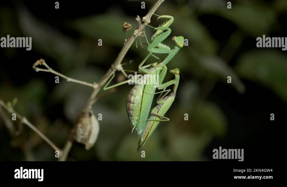 Mating Praying mantises. Paring mantises on a branch next to a clutch of Ootheca Stock Video ...