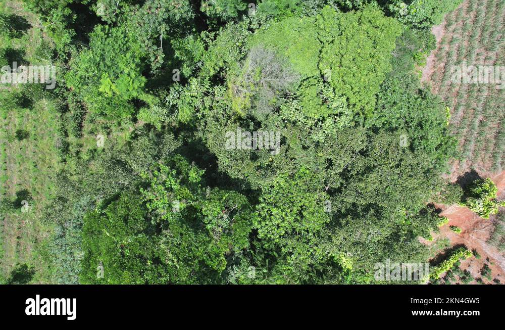 Plantations Stock Videos & Footage - HD and 4K Video Clips - Alamy