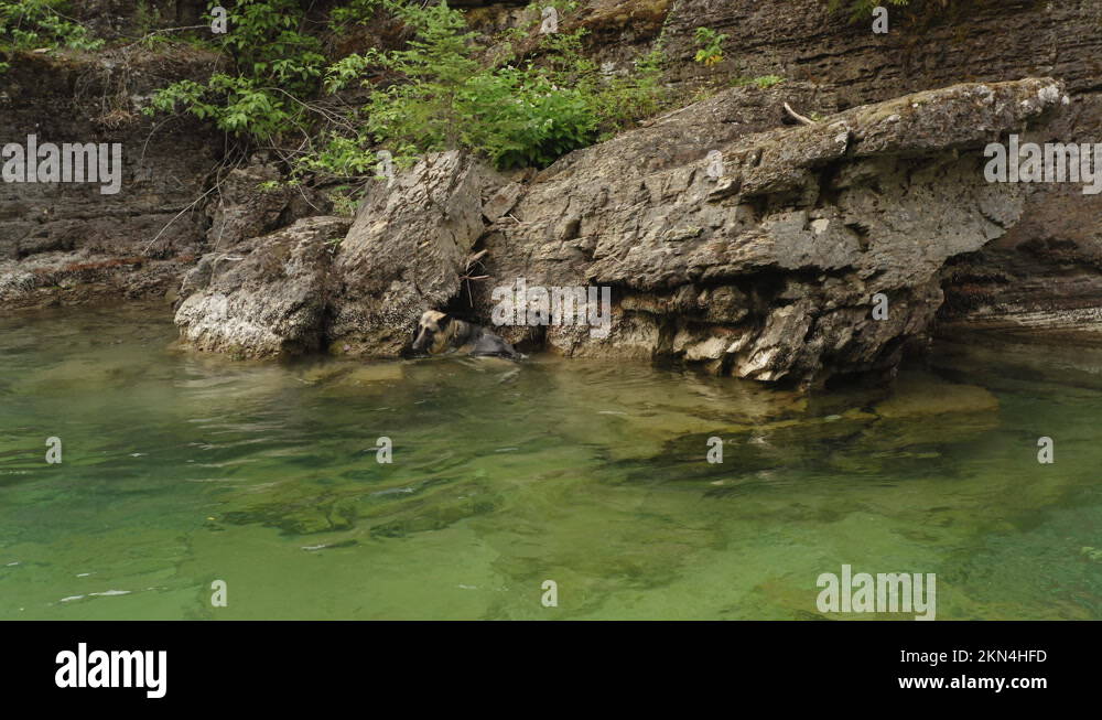 Dog catching fish Stock Videos & Footage - HD and 4K Video Clips - Alamy