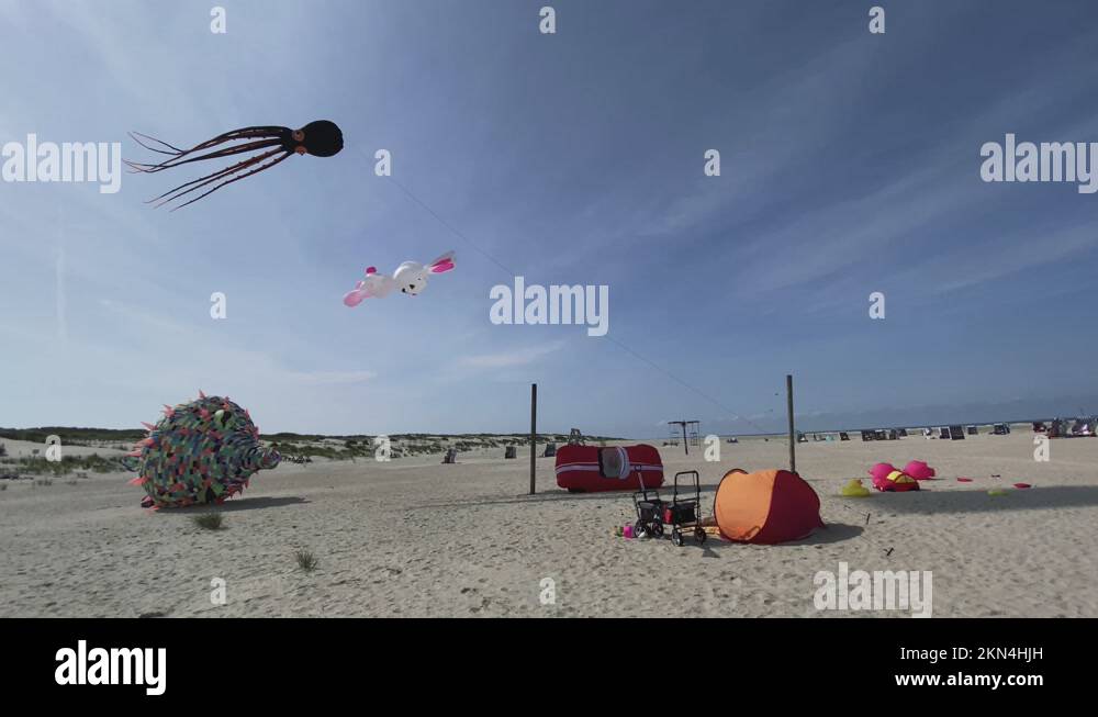 Octopus on beach Stock Videos & Footage - HD and 4K Video Clips - Alamy