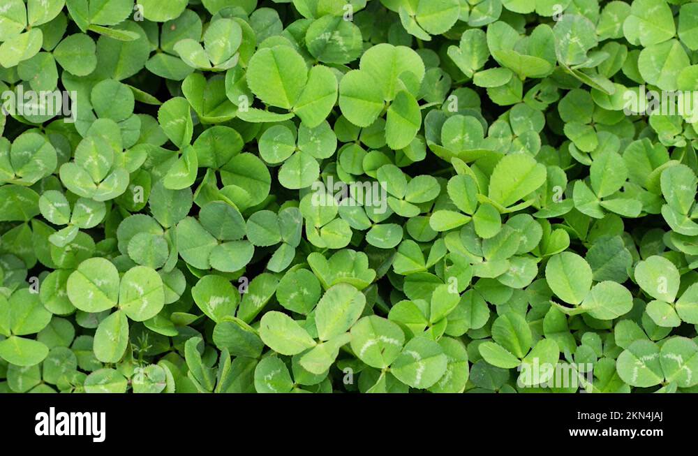 Irish clover grows on the ground as a natural background, slow motion ...