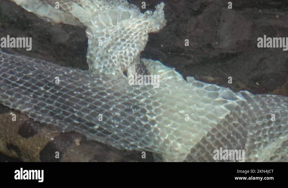 Green anaconda (Eunectes murinus) in the water. Shedding and molting of ...