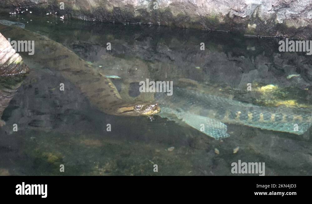 Green anaconda (Eunectes murinus) in the water. Shedding and molting of ...
