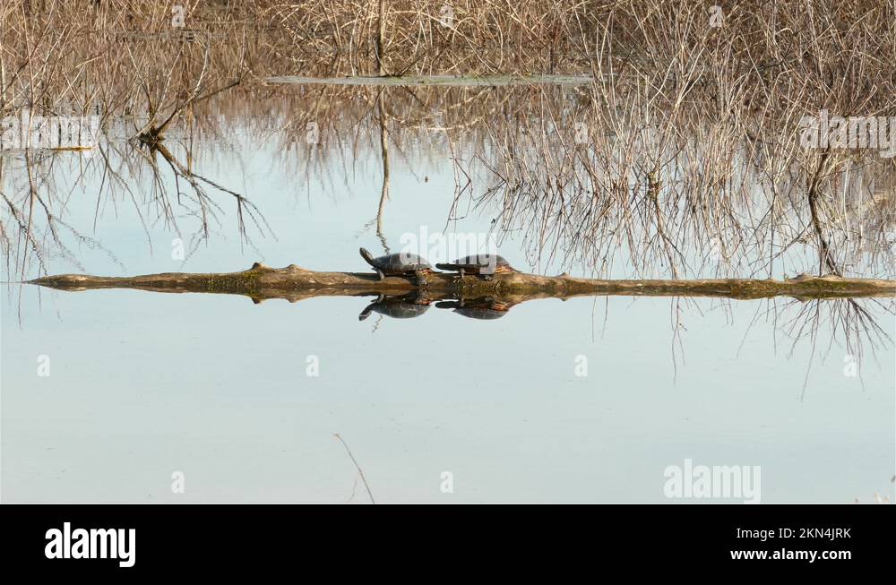 Dry marsh land Stock Videos & Footage - HD and 4K Video Clips - Alamy