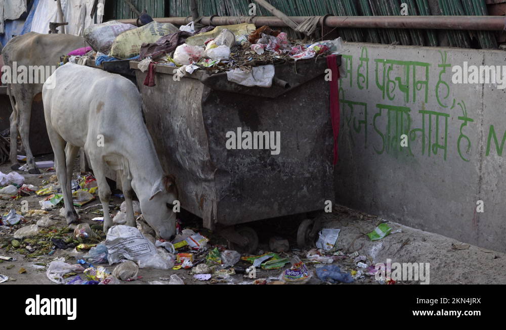 Cow eating garbage india Stock Videos & Footage - HD and 4K Video Clips ...
