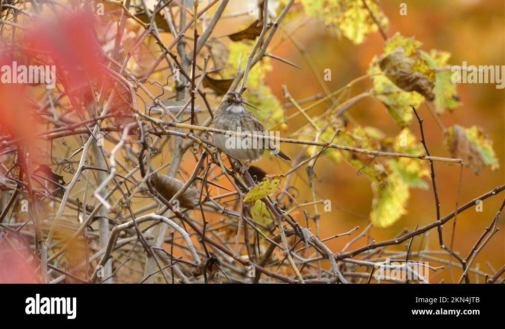 Sparrow tail Stock Videos & Footage - HD and 4K Video Clips - Alamy