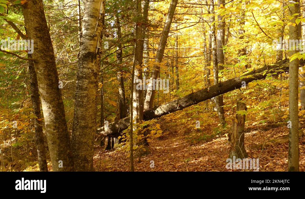 Deciduous tree canada Stock Videos & Footage - HD and 4K Video Clips ...