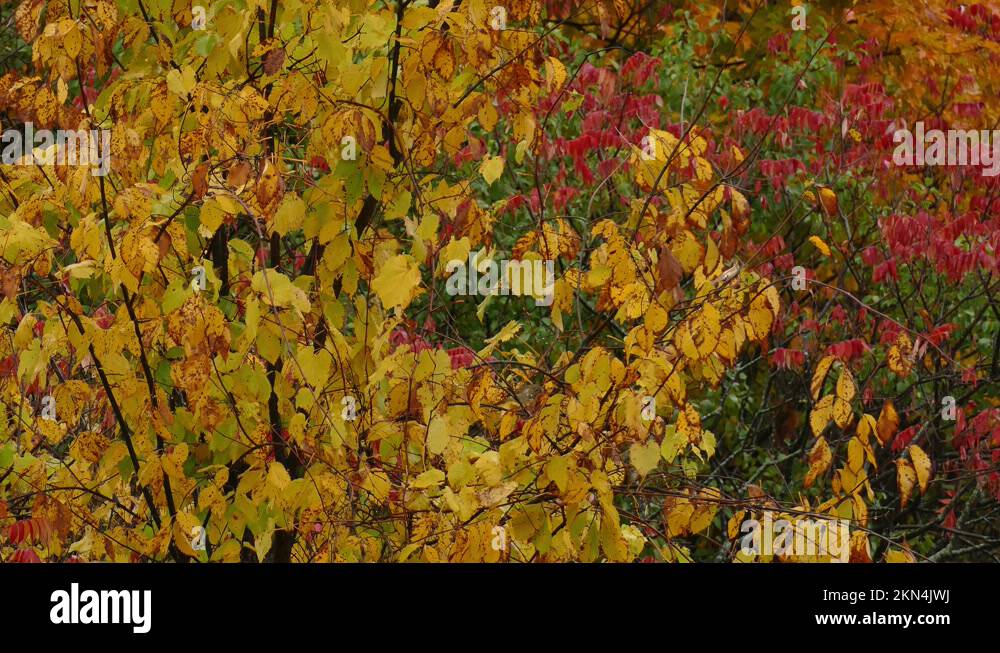 Beautiful vibrant colours Stock Videos & Footage - HD and 4K Video ...