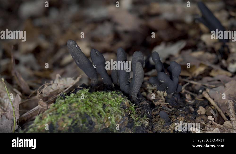 Dead fungi Stock Videos & Footage - HD and 4K Video Clips - Alamy
