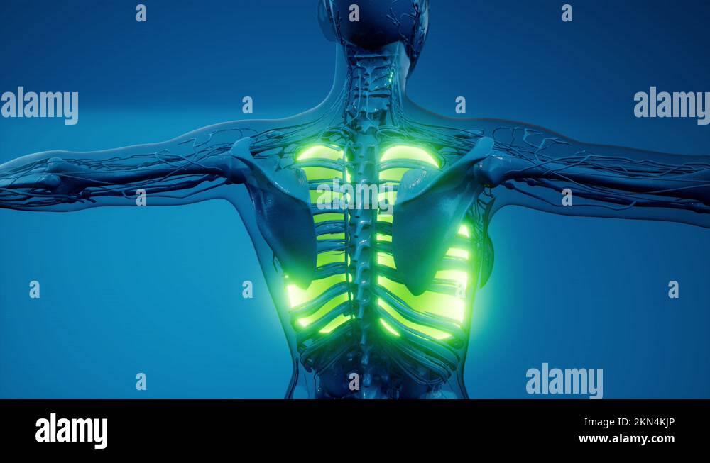 Human thorax anatomy Stock Videos & Footage - HD and 4K Video Clips - Alamy