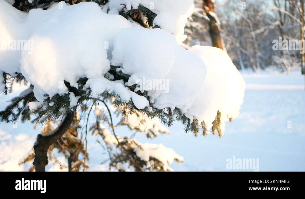 Winter forest - fluffy snow on the branches of coniferous trees Stock ...