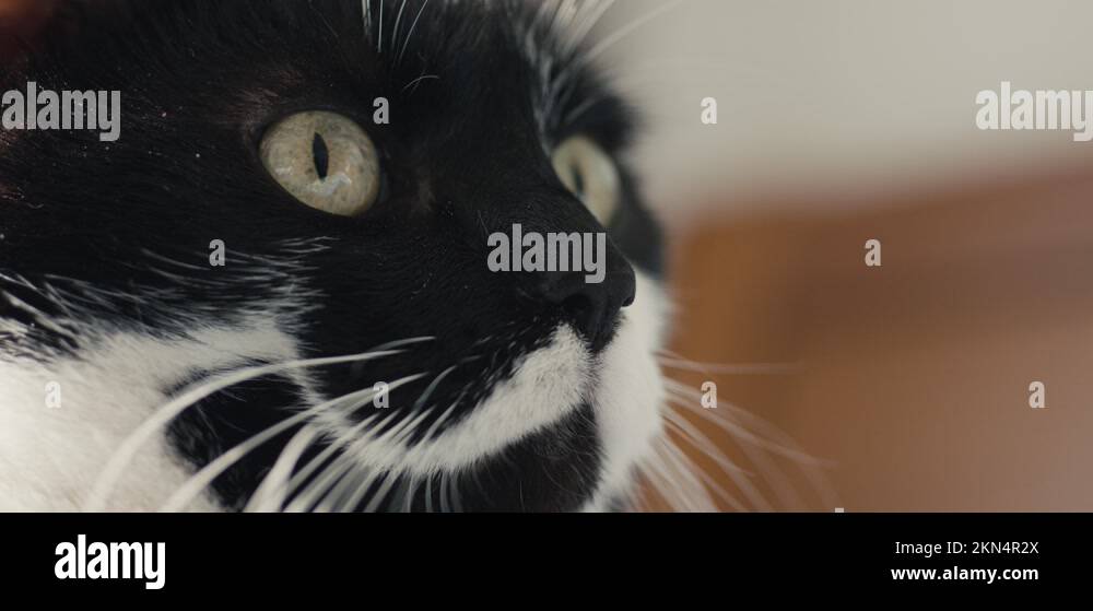 Cat face looking nose Stock Videos & Footage - HD and 4K Video Clips ...