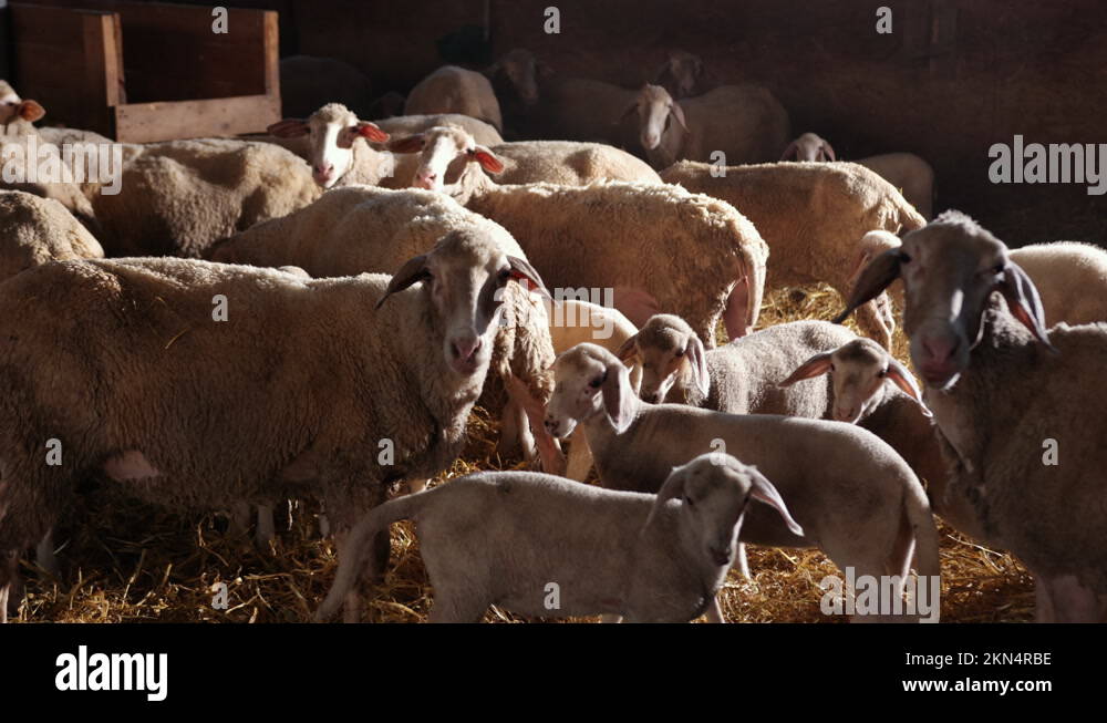 Bevy breeding Stock Videos & Footage - HD and 4K Video Clips - Alamy