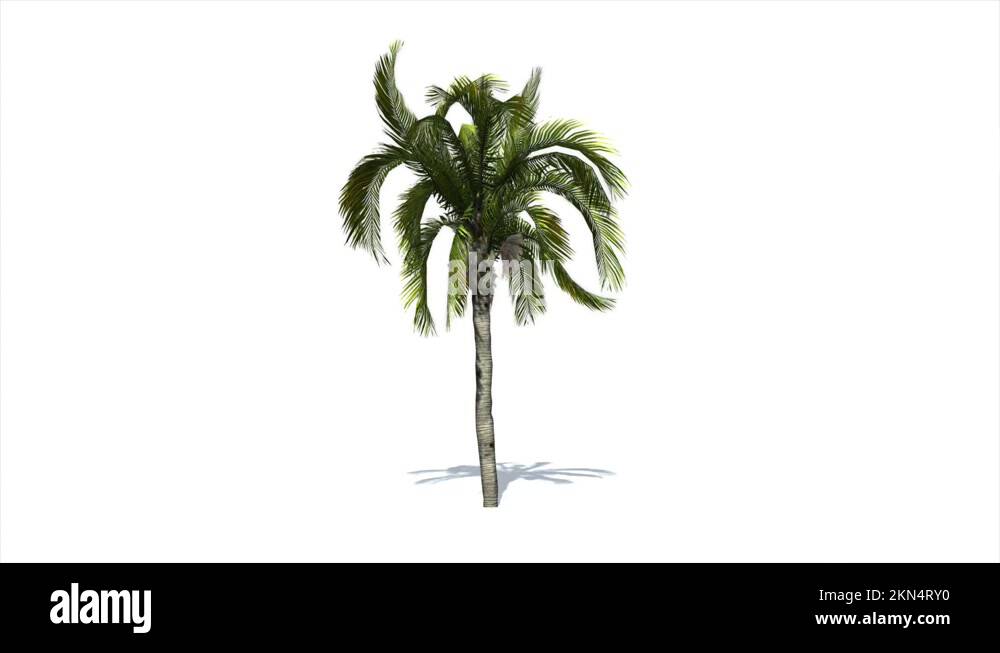 Coconut palm tree moving in Stock Videos & Footage - HD and 4K Video ...