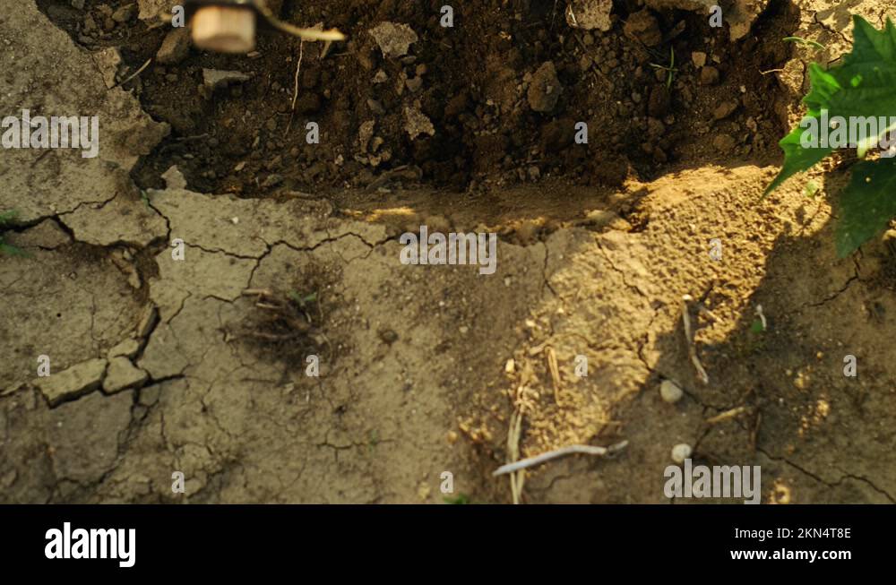 Preparing the soil for planting. soil hoeing shot. top view. 4K video ...