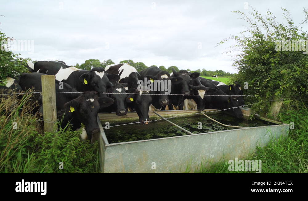 Cows drinking water from a trough in a farmers field in the rain. Rural ...