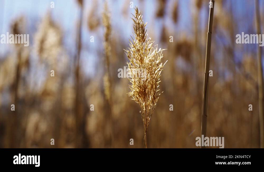 Wheat leaves Stock Videos & Footage - HD and 4K Video Clips - Alamy