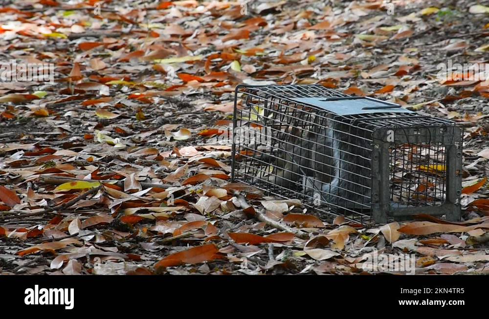 Wild animal trap Stock Videos & Footage - HD and 4K Video Clips - Alamy