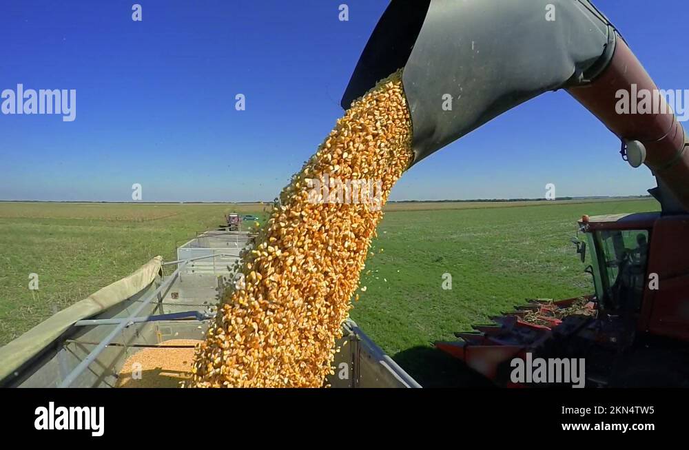 Combine Harvester Unloading Corn Into a Grain Hopper Stock Video ...