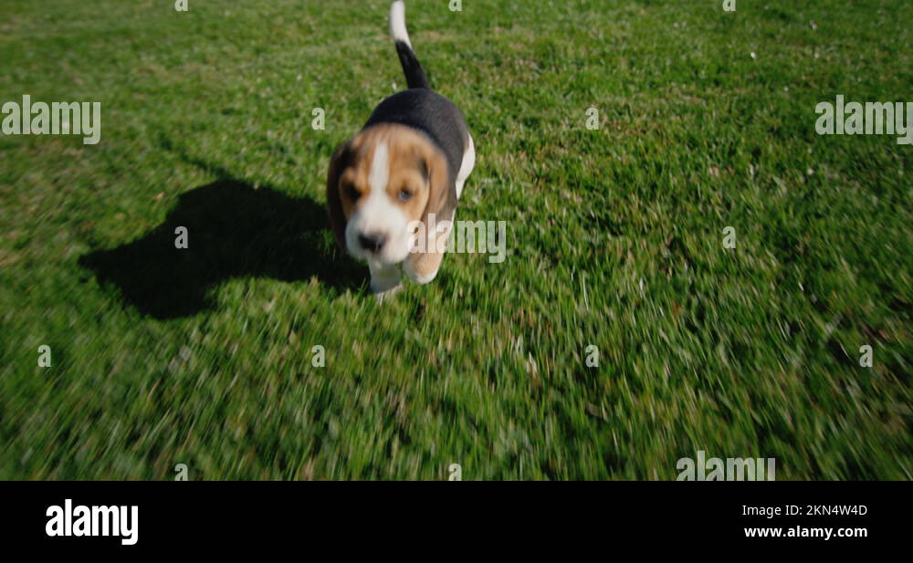 Puppy tracking Stock Videos & Footage - HD and 4K Video Clips - Alamy