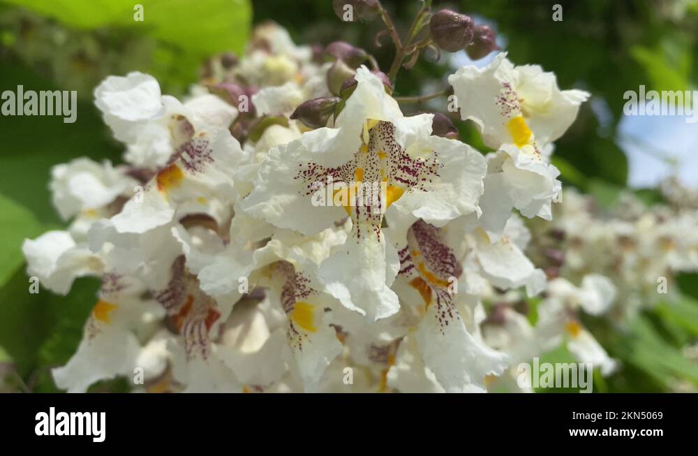 Catalpa tree flowers Stock Videos & Footage - HD and 4K Video Clips - Alamy