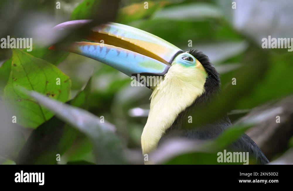 Jungle berry Stock Videos & Footage - HD and 4K Video Clips - Alamy