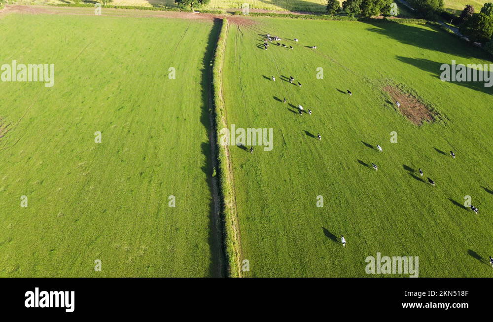 Countryside cows english cow Stock Videos & Footage - HD and 4K Video ...