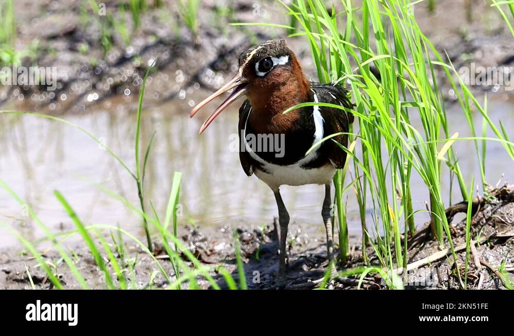 Animals snipe Stock Videos & Footage - HD and 4K Video Clips - Alamy